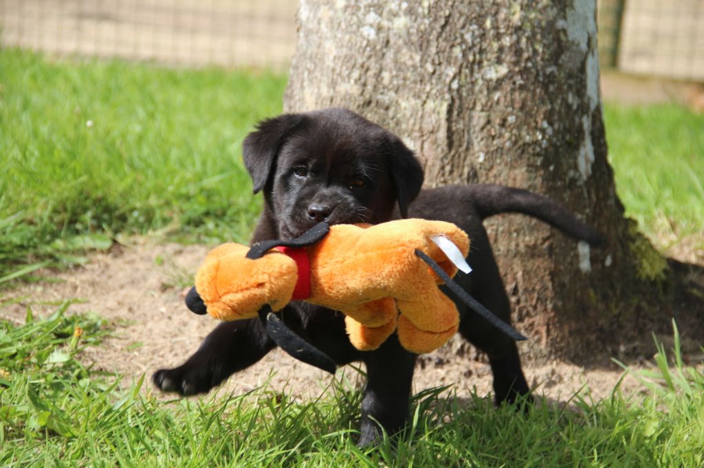 Actualité - Elevage labrador of misty dreams - eleveur de chiens ...