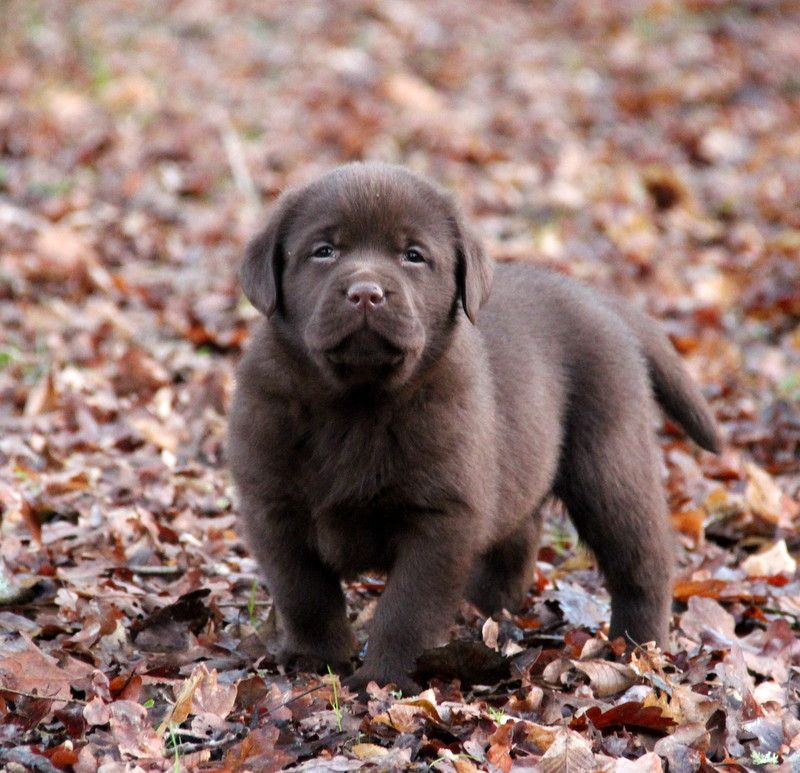 Actualité - Elevage labrador of misty dreams - eleveur de chiens ...