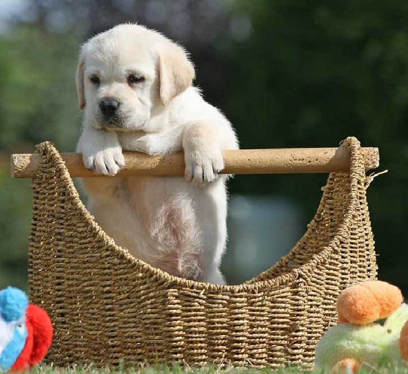 Actualité - Elevage labrador of misty dreams - eleveur de chiens ...